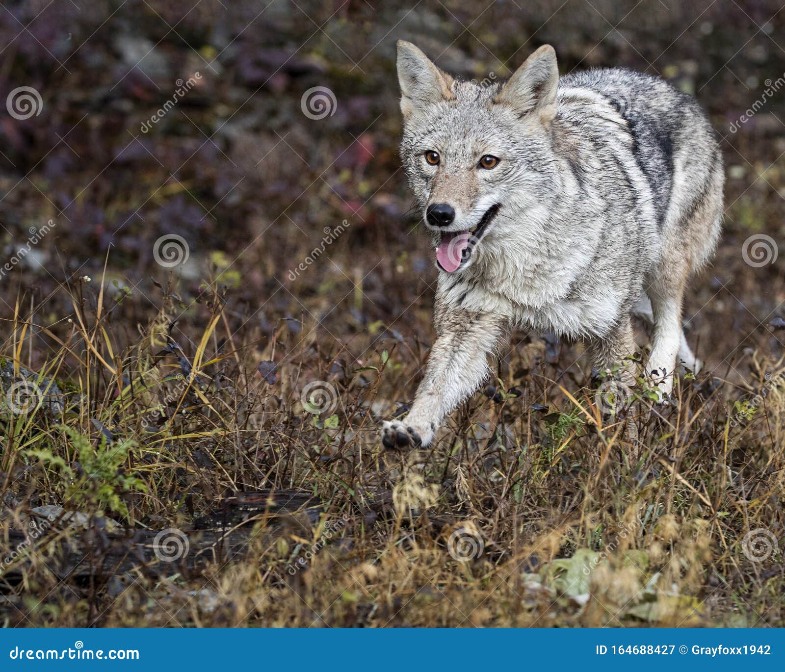 Coyote in Fall Colors in Montana, USA Stock Image - Image of howling ...