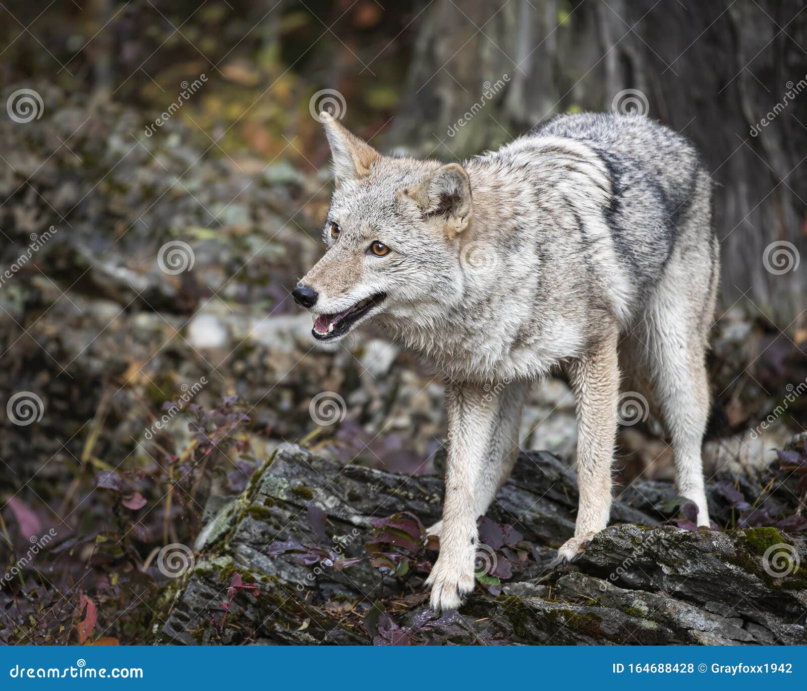 Coyote in Fall Colors in Montana, USA Stock Photo - Image of mammal ...