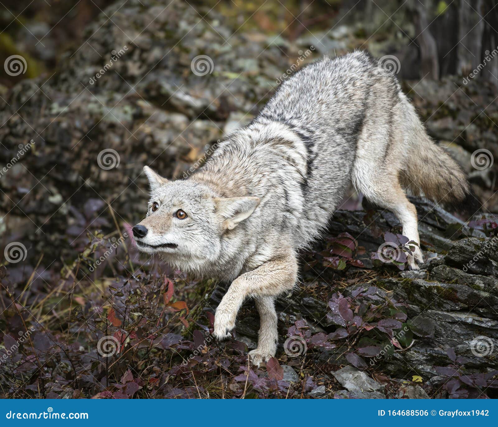 Coyote in Fall Colors in Montana, USA Stock Photo - Image of coyote ...