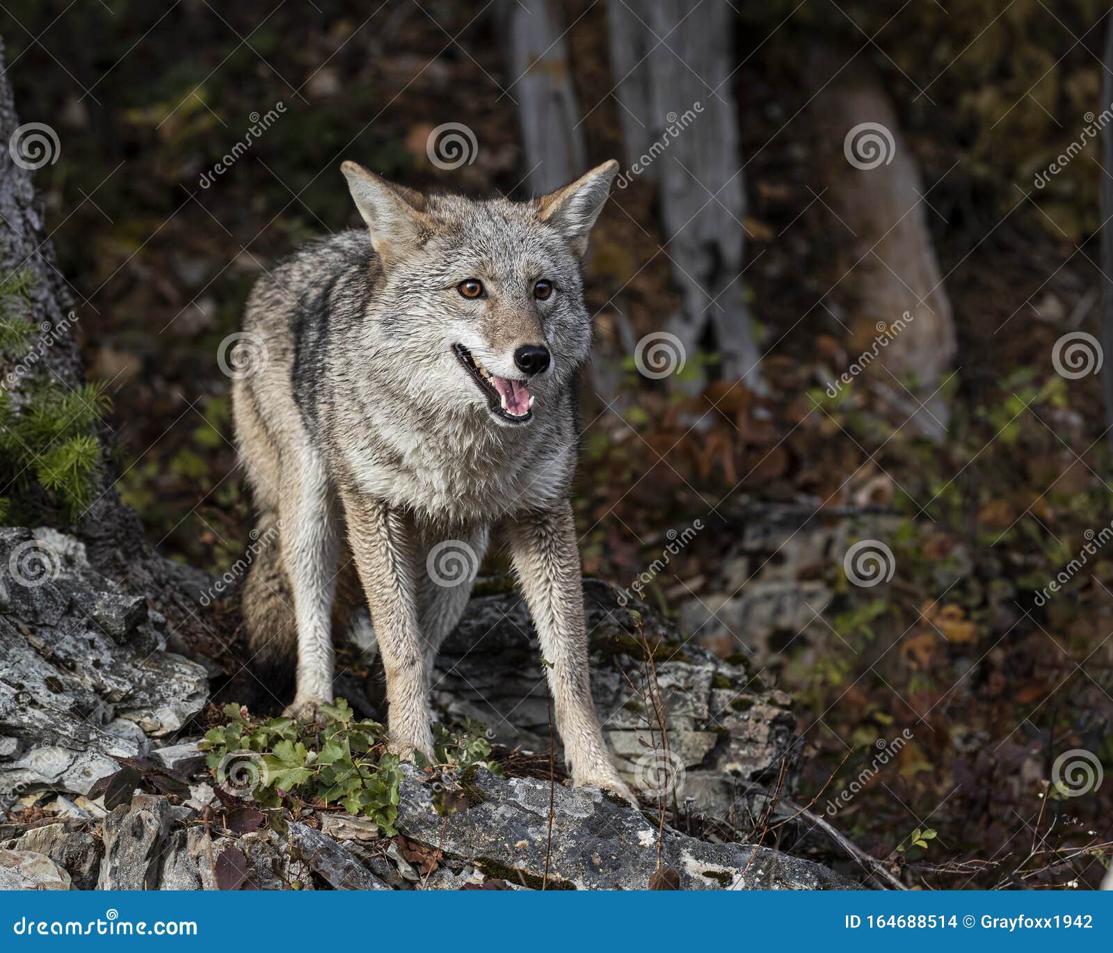 Coyote in Fall Colors in Montana, USA Stock Photo - Image of latrans ...