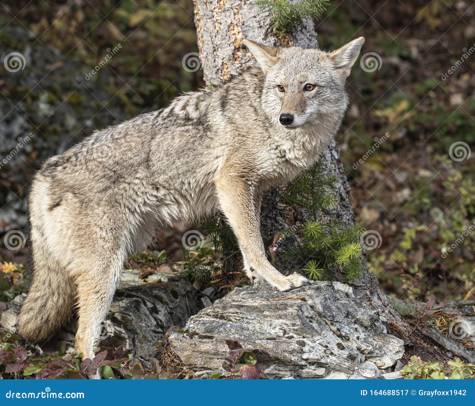 Coyote in Fall Colors in Montana, USA Stock Image - Image of pack ...