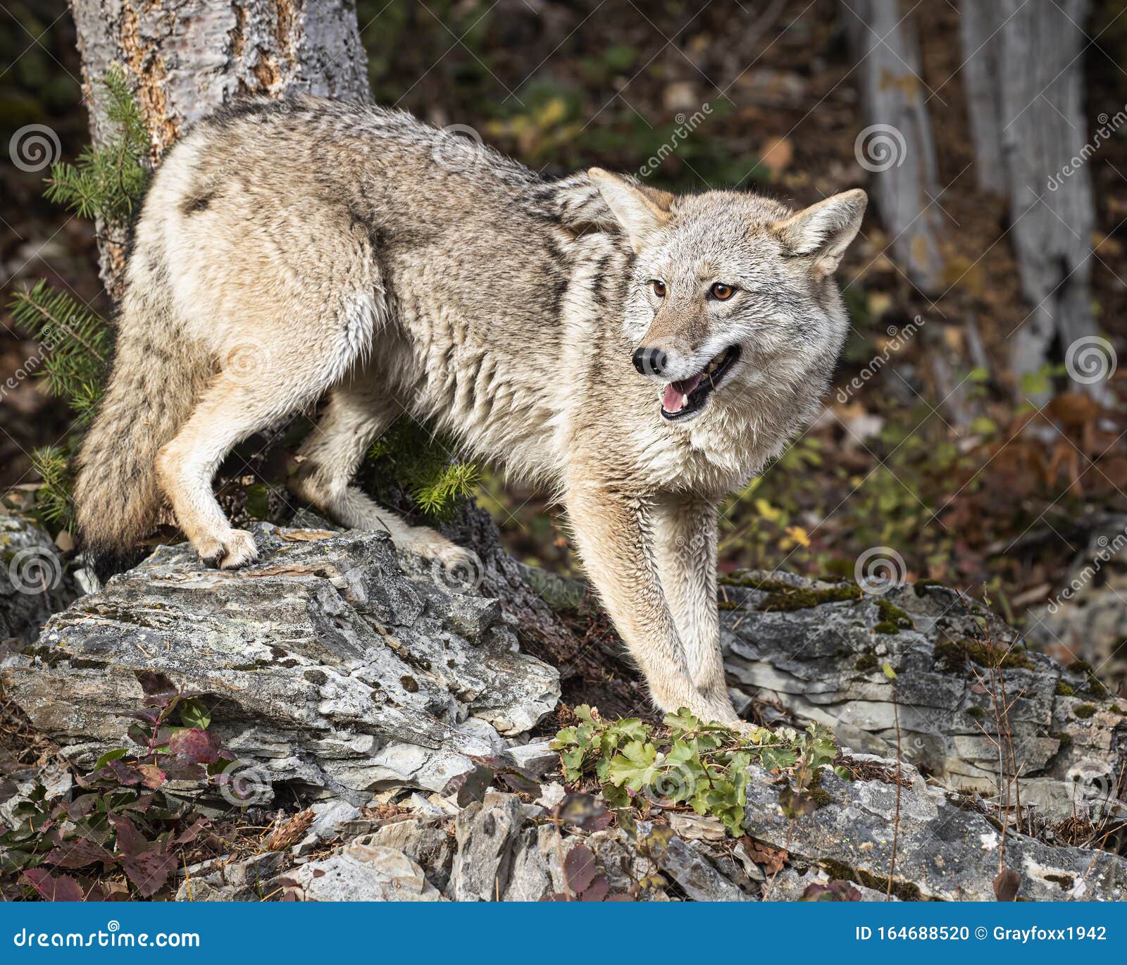 Coyote in Fall Colors in Montana, USA Stock Photo - Image of patient ...