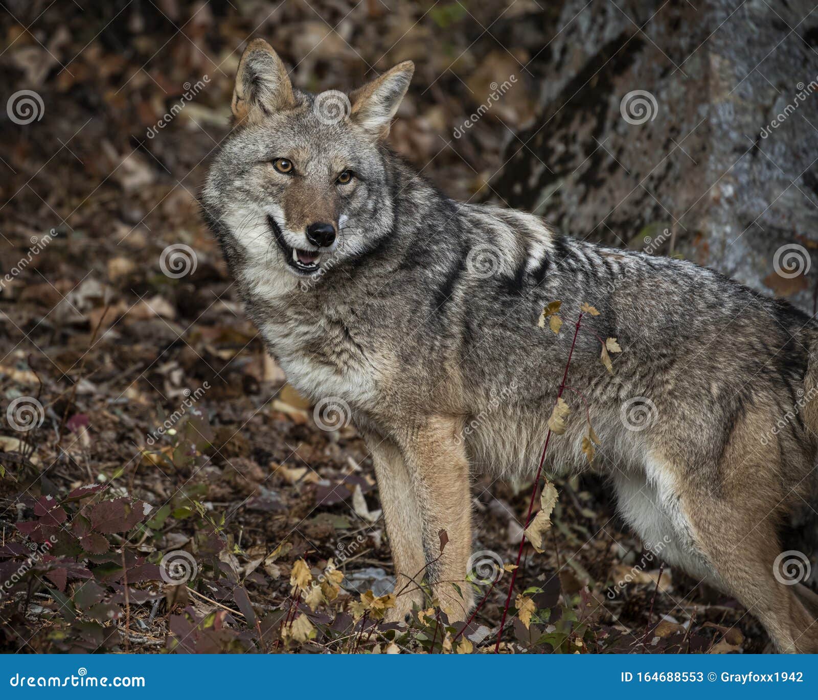 Coyote in Fall Colors in Montana, USA Stock Image - Image of pack ...