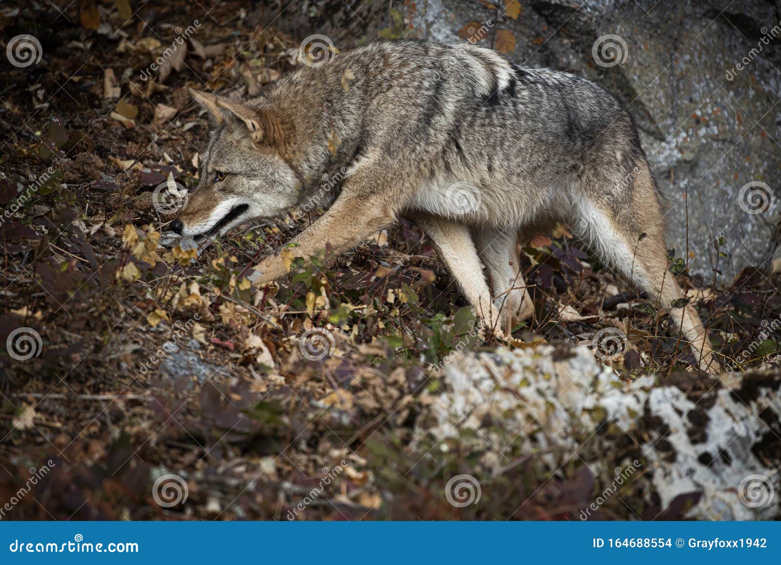 Coyote in Fall Colors in Montana, USA Stock Photo - Image of patient ...