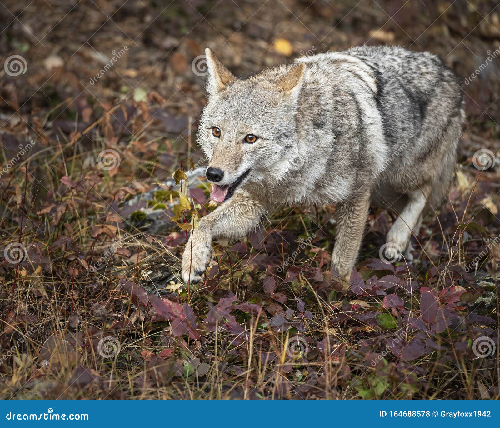 Coyote in Fall Colors in Montana, USA Stock Photo - Image of canis ...