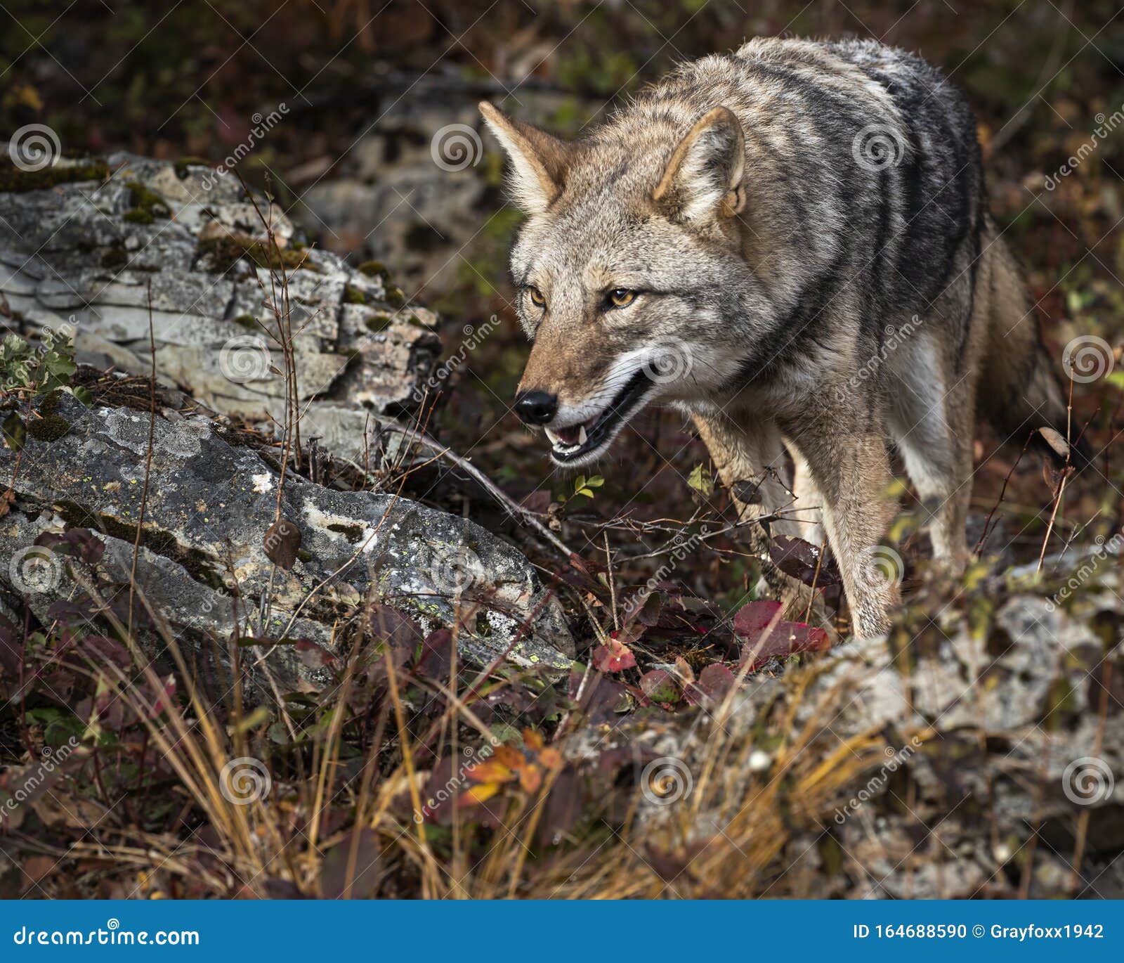 Coyote in Fall Colors in Montana, USA Stock Photo - Image of coyote ...