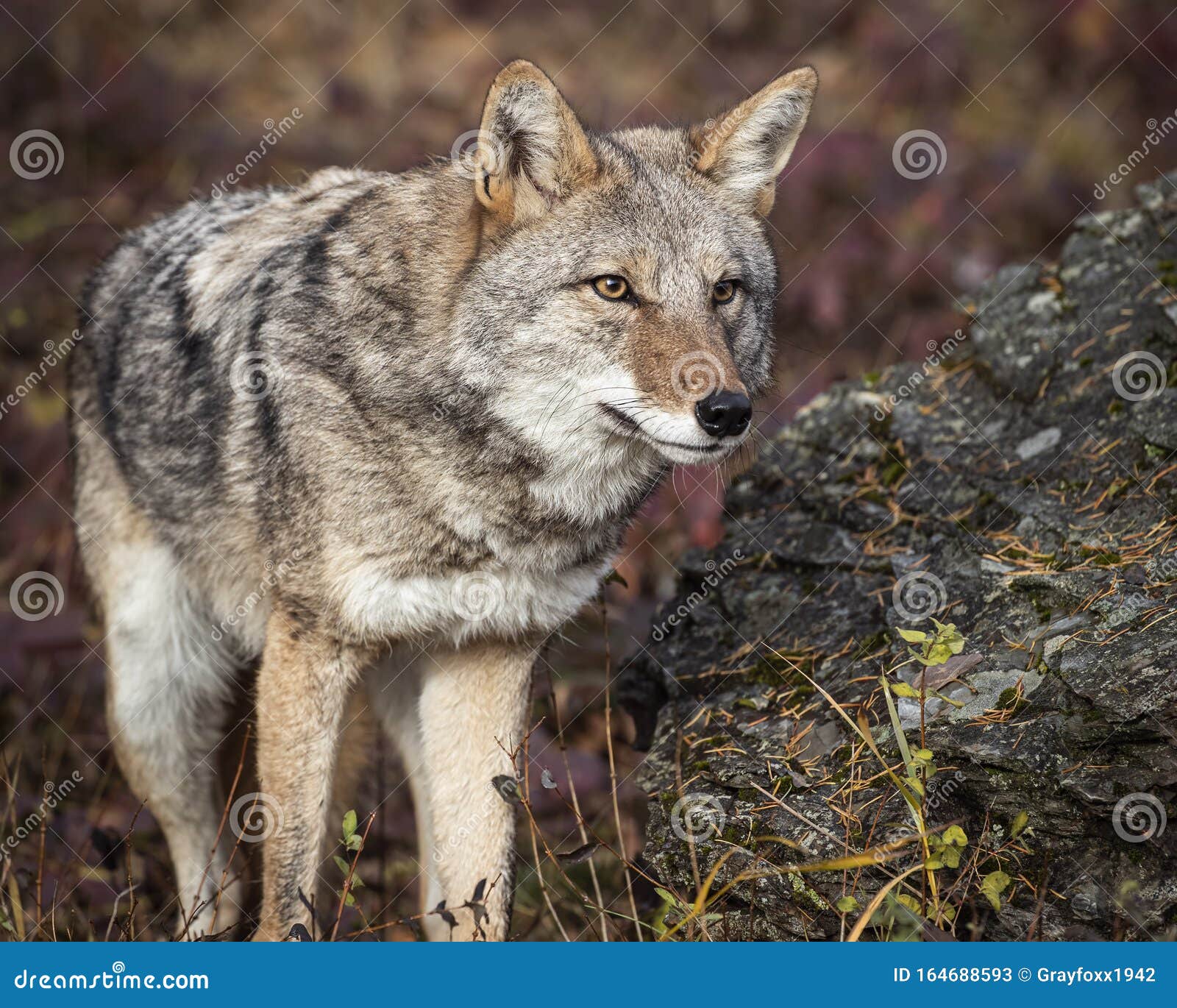 Coyote in Fall Colors in Montana, USA Stock Image - Image of cunning ...