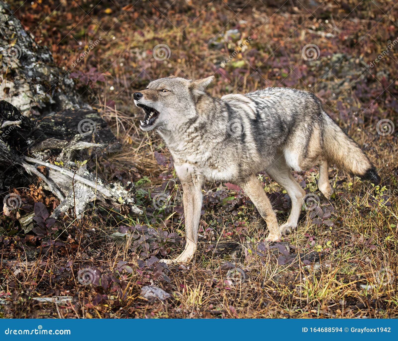 Coyote in Fall Colors in Montana, USA Stock Photo - Image of hunter ...