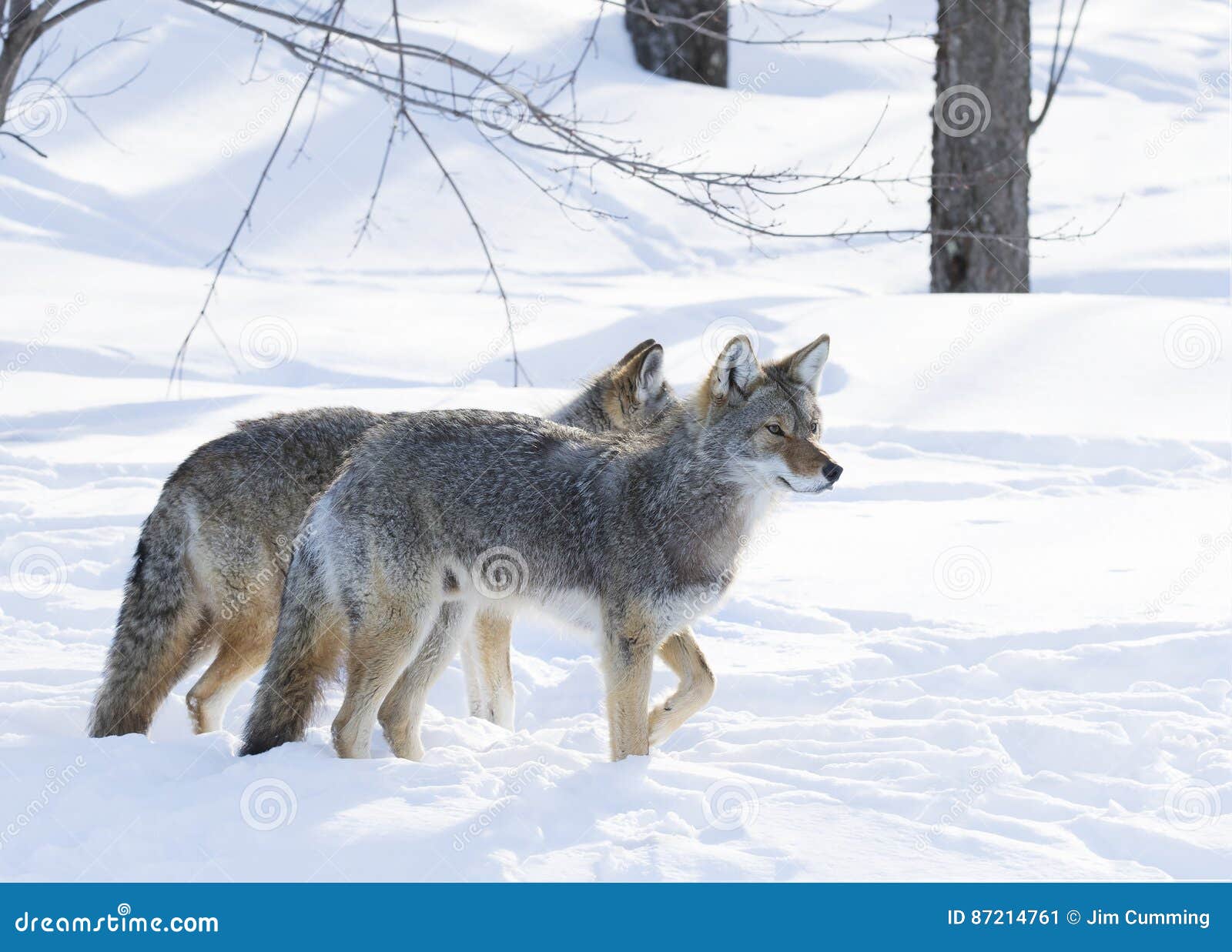 Two Coyotes (Canis Latrans) Walking and Hunting in the Winter Snow in ...