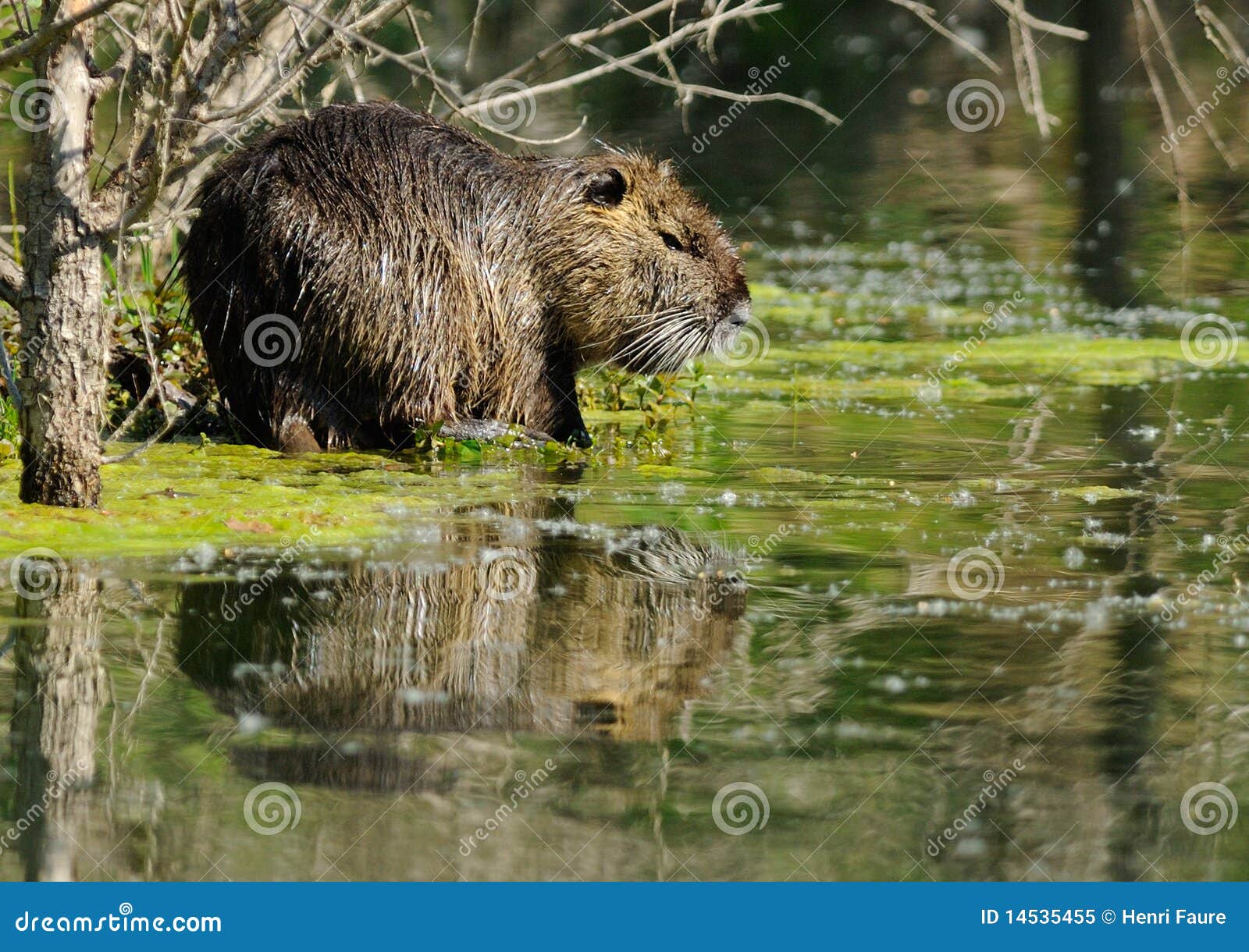 Coypu stock image. Image of lake, water, rodent, coypu - 14535455