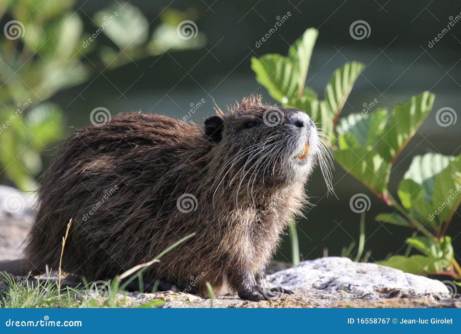 Coypu stock image. Image of orange, details, nature, incisor - 16558767