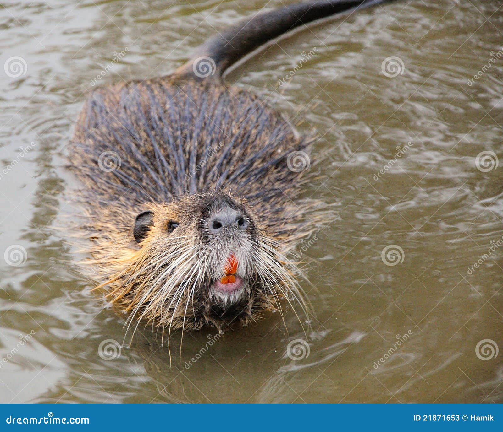 Coypu stock image. Image of river, nutria, coast, dirty - 21871653