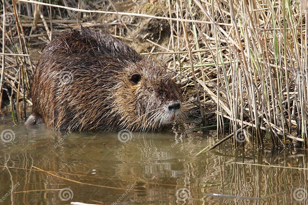 Coypu stock image. Image of aquatic, nutria, fauna, wildlife - 23911321