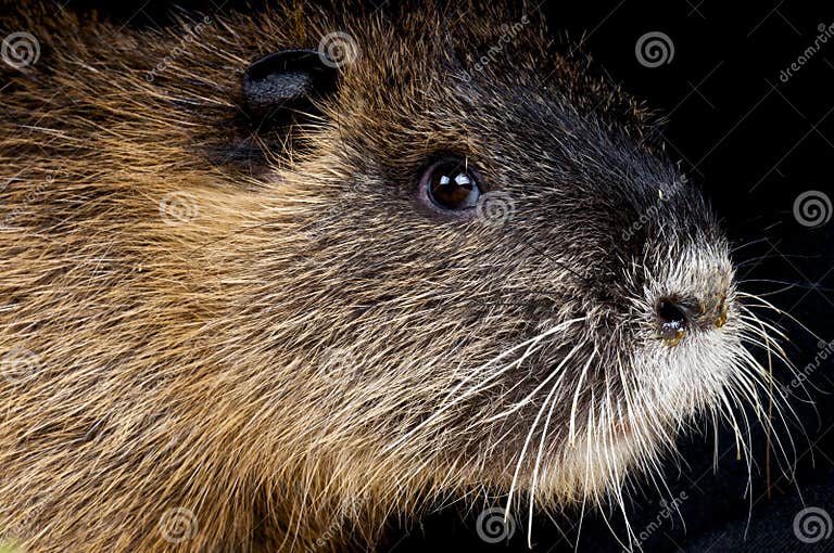 Coypu stock image. Image of italy, beaver, paraguay, marshes - 24793367