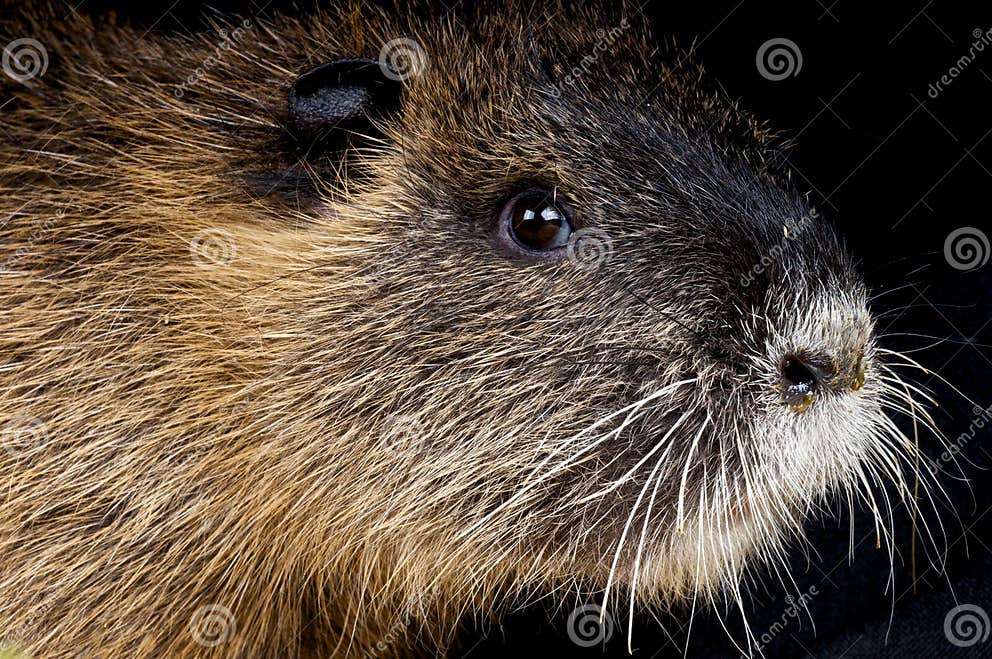 Coypu stock image. Image of italy, beaver, paraguay, marshes - 24793367