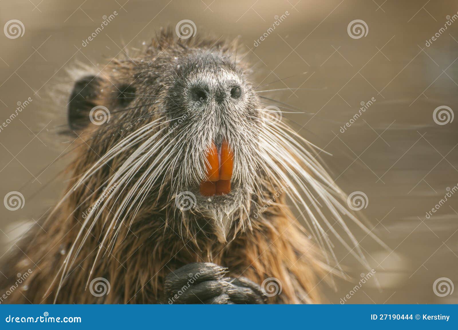 Coypu stock photo. Image of animal, fauna, muzzle, incisor - 27190444
