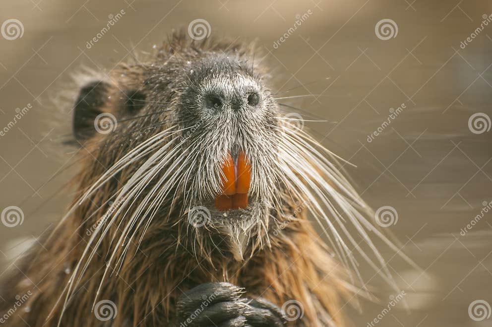 Coypu stock photo. Image of animal, fauna, muzzle, incisor - 27190444