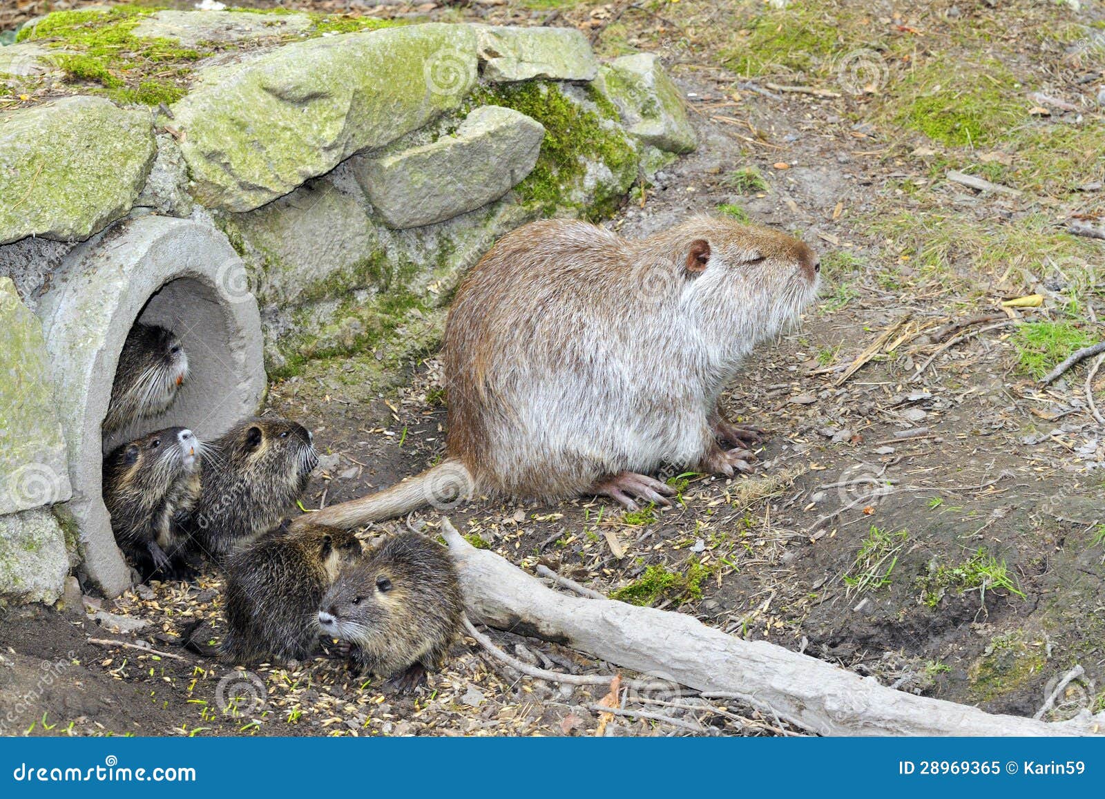 Coypu stock image. Image of eyes, lair, destructive, family - 28969365