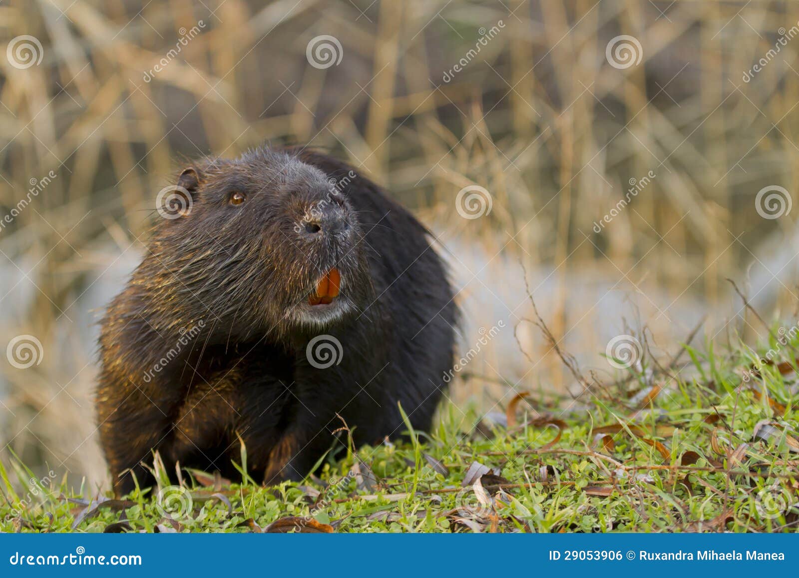 Coypu stock photo. Image of animal, rodent, wild, coypu - 29053906