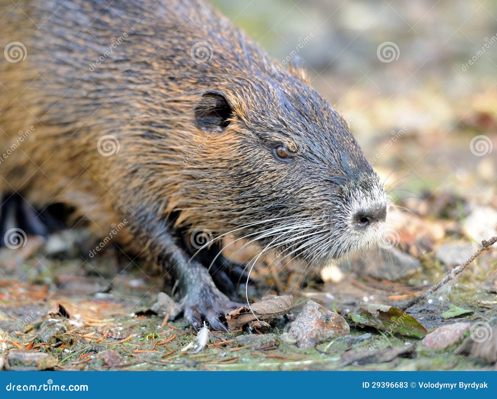 Coypu image stock. Image du nature, brun, concept, rongeur - 29396683