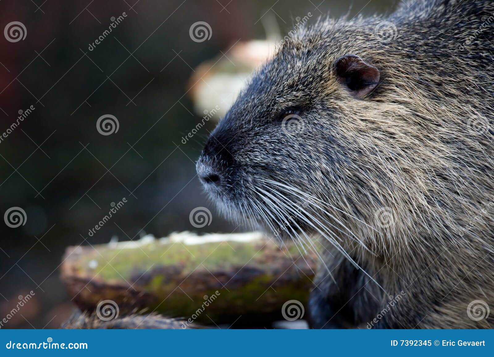 Coypu stock image. Image of pond, bole, standing, dark - 7392345
