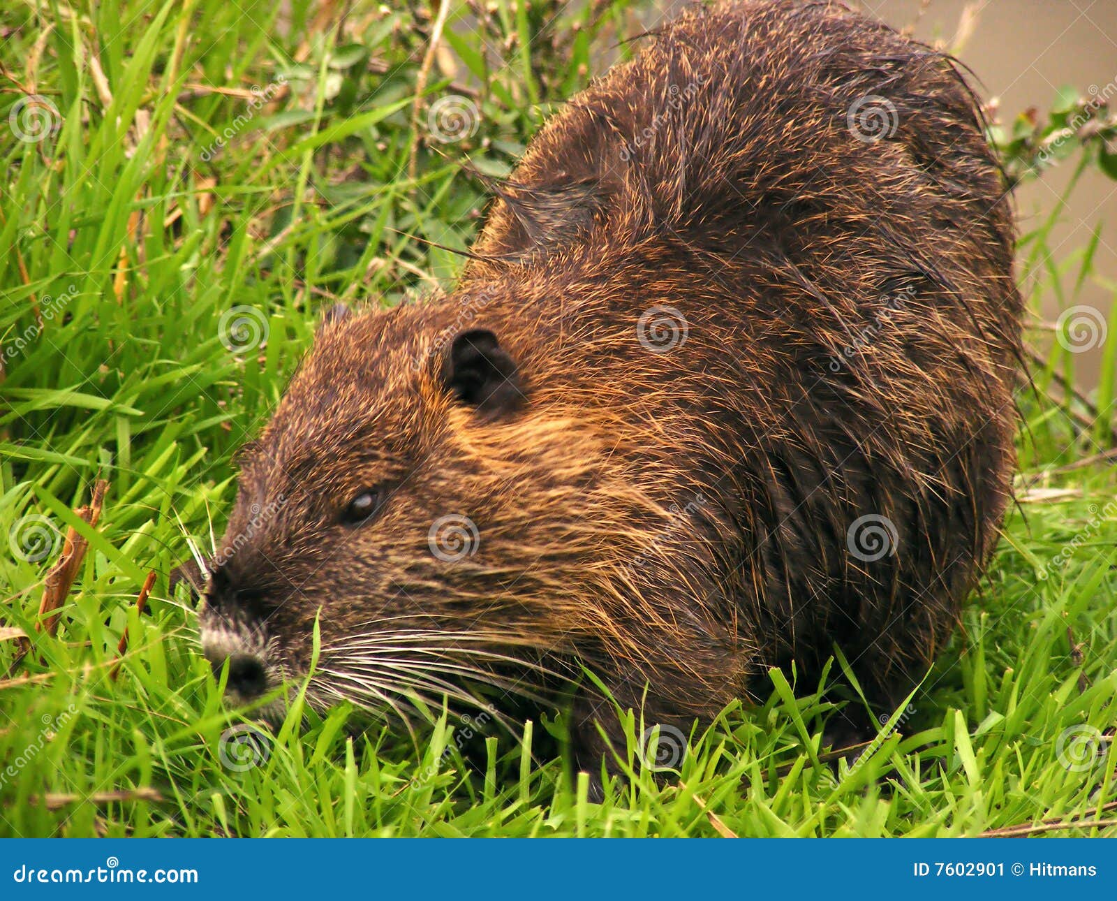 Coypu stock image. Image of marmot, beaver, tomato, chipmunk - 7602901