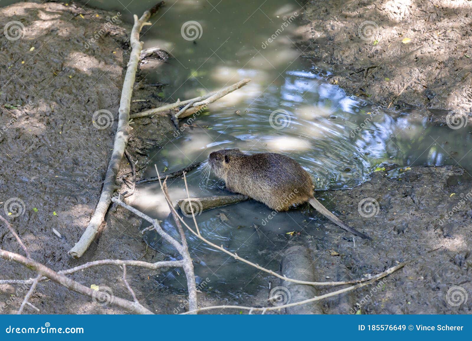 Coypu , Also Known As the River Rat or Nutria Stock Image - Image of ...