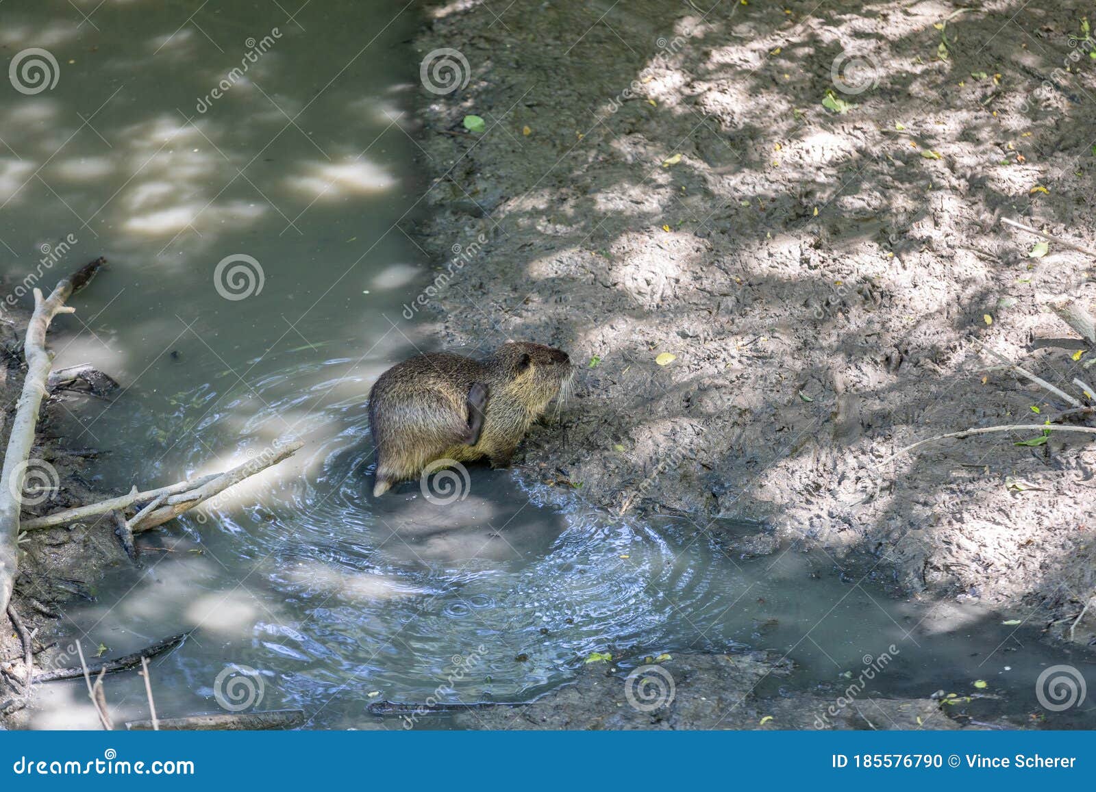 Coypu , Also Known As The River Rat Or Nutria Stock Photography ...