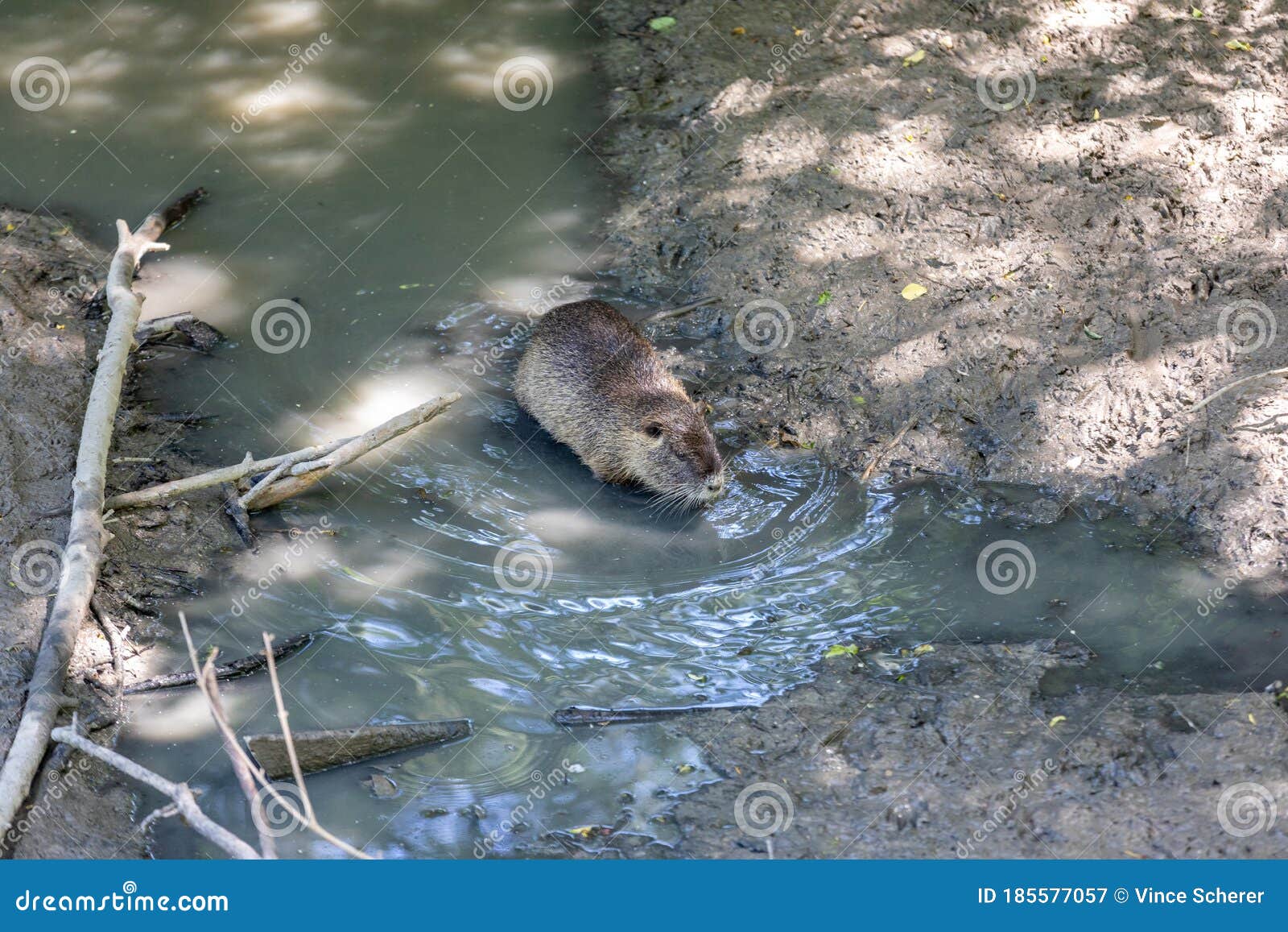 Coypu , Also Known As the River Rat or Nutria Stock Image - Image of ...
