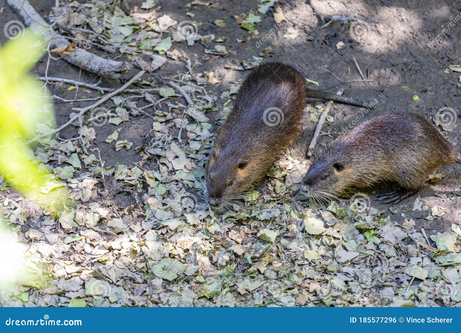 Coypu , Also Known As the River Rat or Nutria Stock Photo - Image of ...
