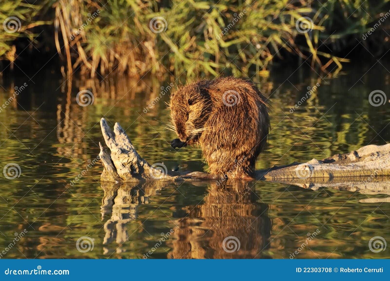 Coypu cleaning its forepaw stock photo. Image of front - 22303708
