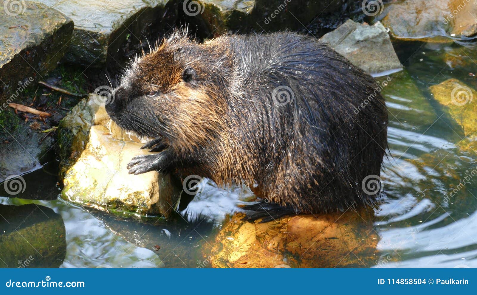A coypu. stock photo. Image of animal, coypu, portrait - 114858504