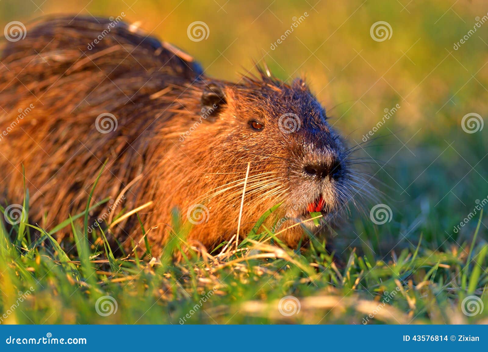 Coypu stock photo. Image of israel, teeth, habitat, yellow - 43576814