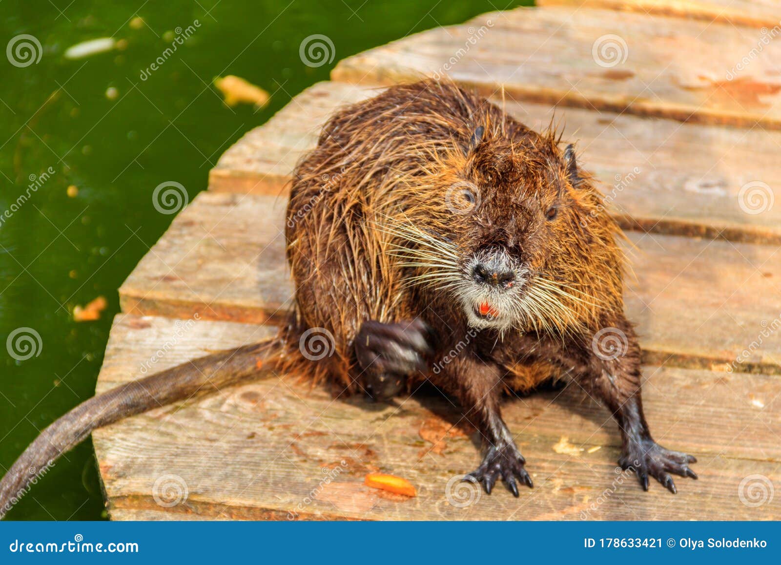 Coypu or nutria stock image. Image of pond, mammal, beaver - 178633421