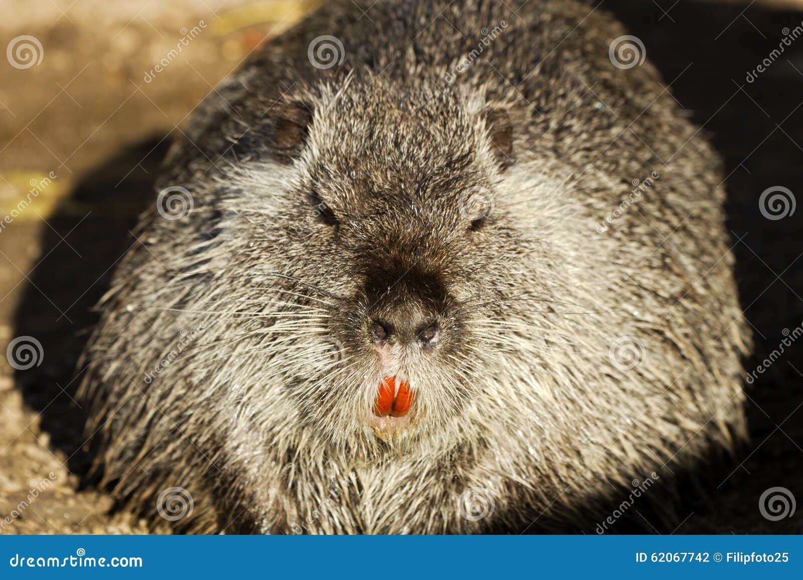 Coypu myocastor coypus stock photo. Image of environmental - 62067742