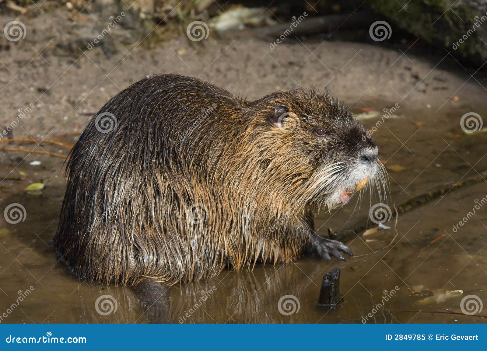 Coypu or nutria stock image. Image of four, nutrija, dark - 2849785