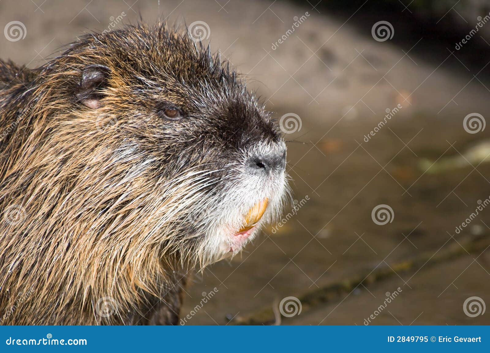 Coypu or nutria stock image. Image of wildlife, dark, docile - 2849795