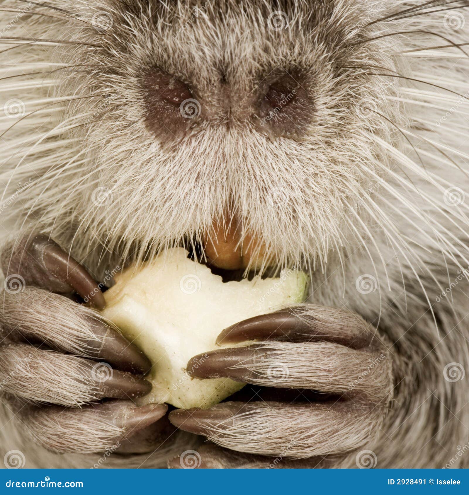 Coypu or Nutria stock image. Image of front, background - 2928491
