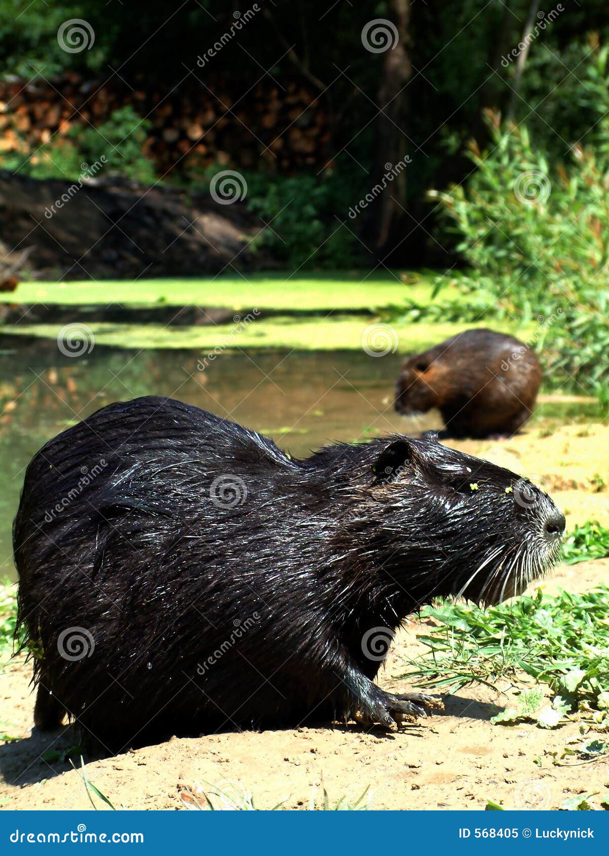 Coypu (Nutria) stock image. Image of nutria, exterior, profile - 568405