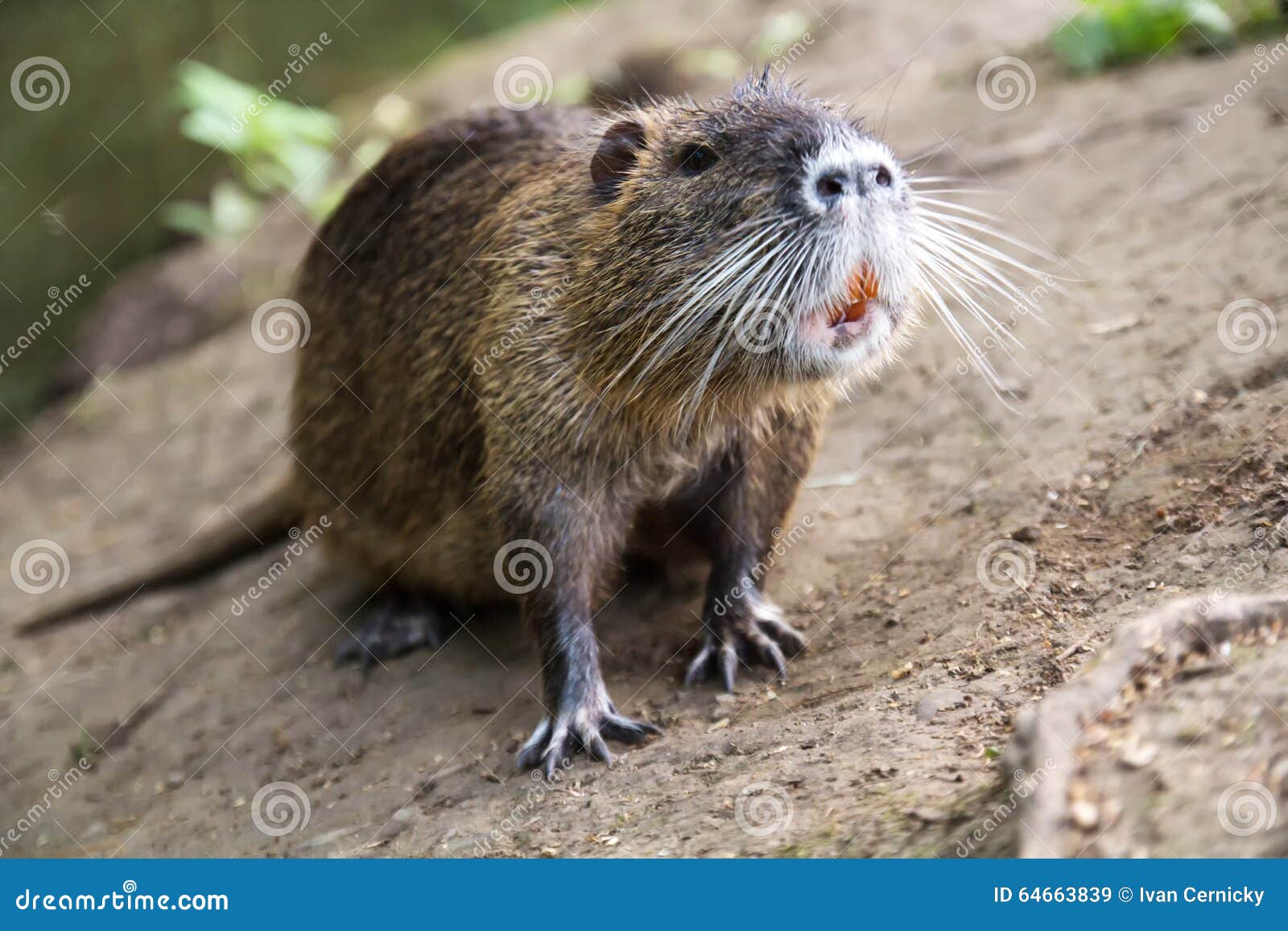 Coypu/Nutria stock image. Image of teeth, natural, outdoors - 64663839