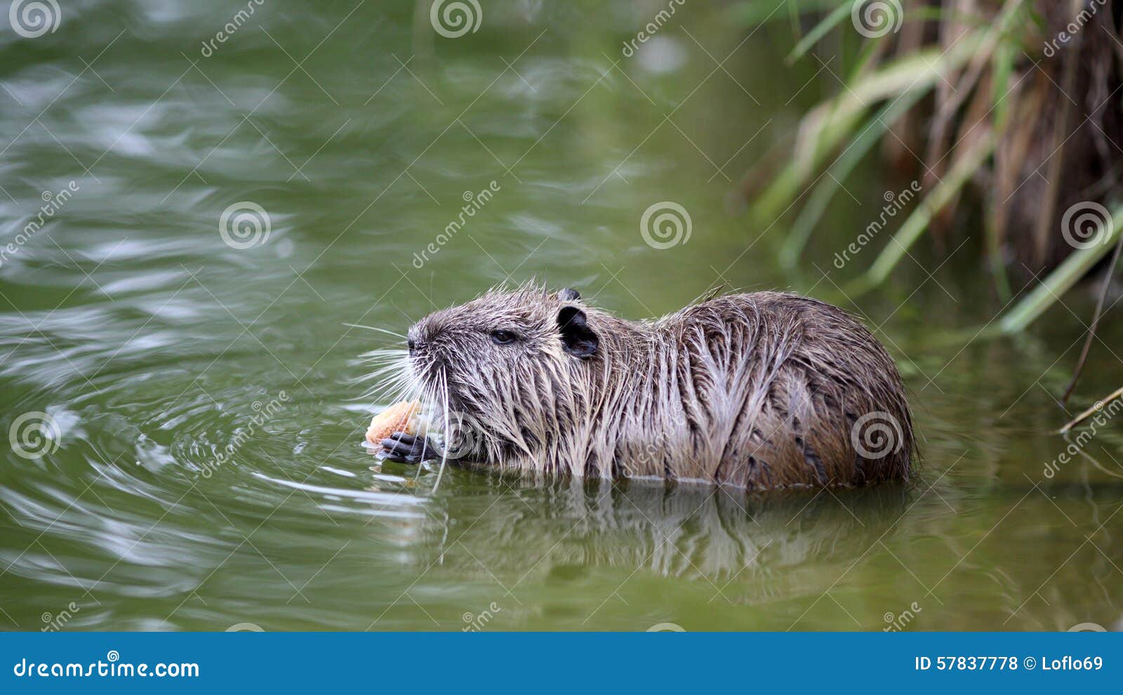 Coypu or nutria stock photo. Image of animal, eating - 57837778