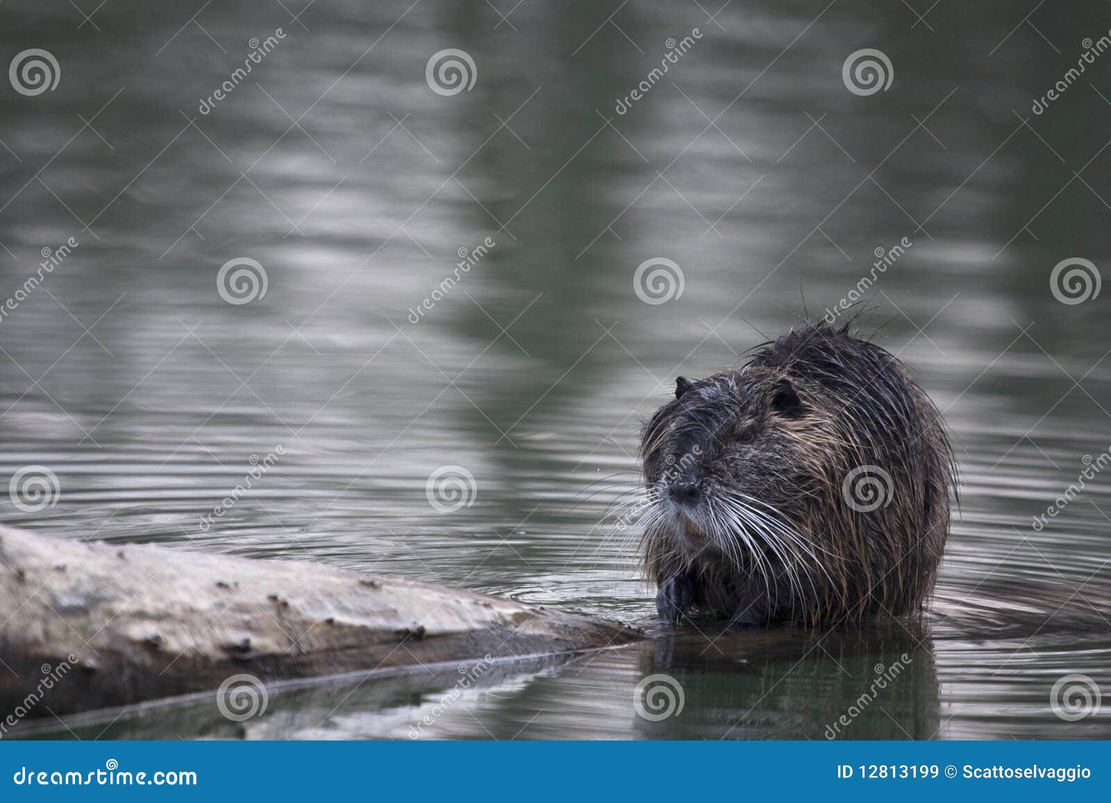 Coypu or Nutria (Myocastor Coypus) in the Water. Stock Image - Image of ...