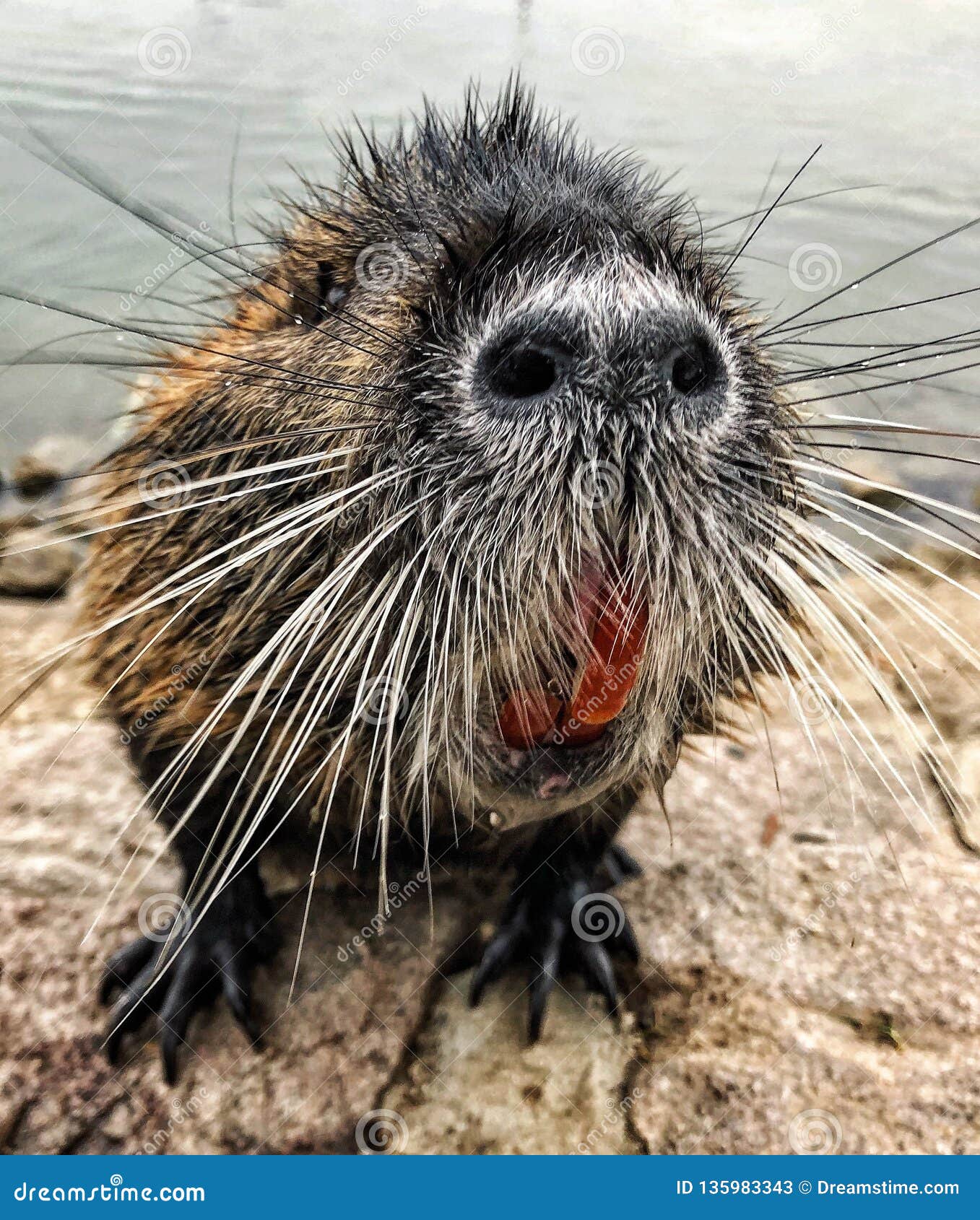 Coypu stock image. Image of animal, nostrils, teeth - 135983343