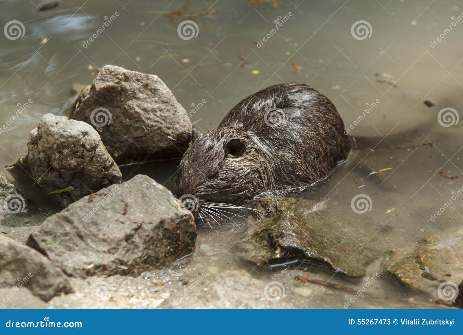 Single Beaver Sitting In His Cage With Water In A Zoo With Moss In The ...