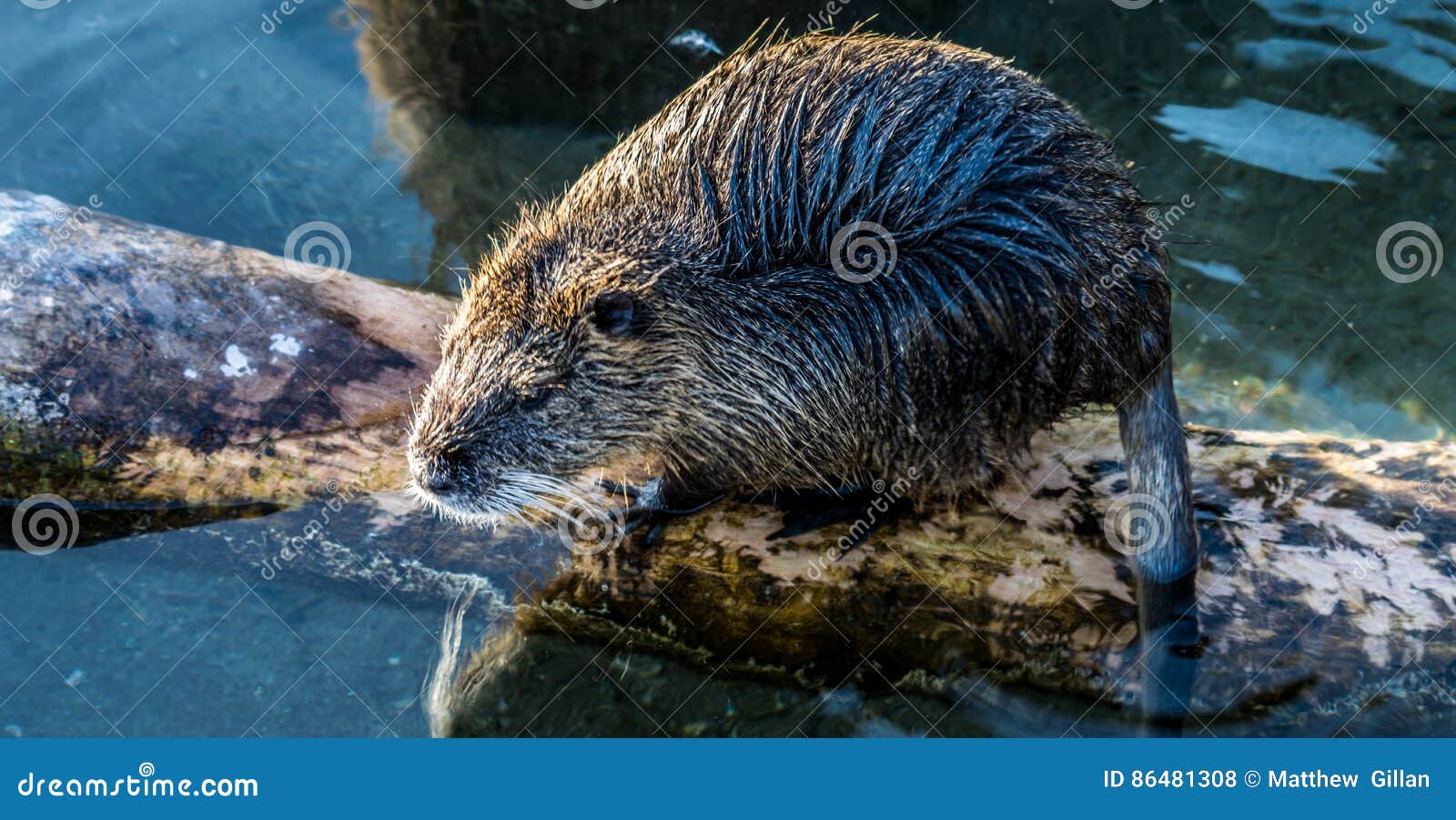 Coypu stock photo. Image of wildlife, coypu, nature, cold - 86481308