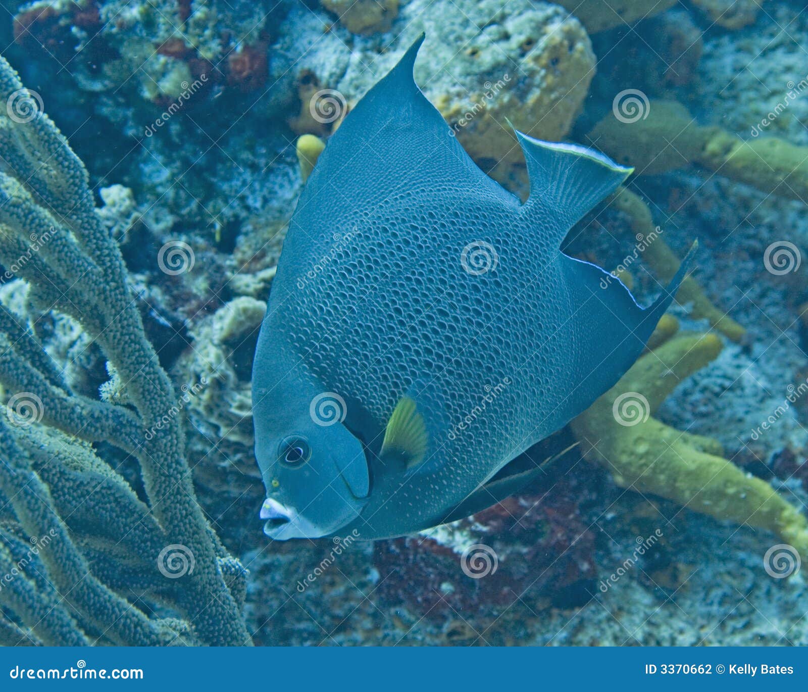 Cozumel fish stock photo. Image of submarine, ocean, diving - 3370662