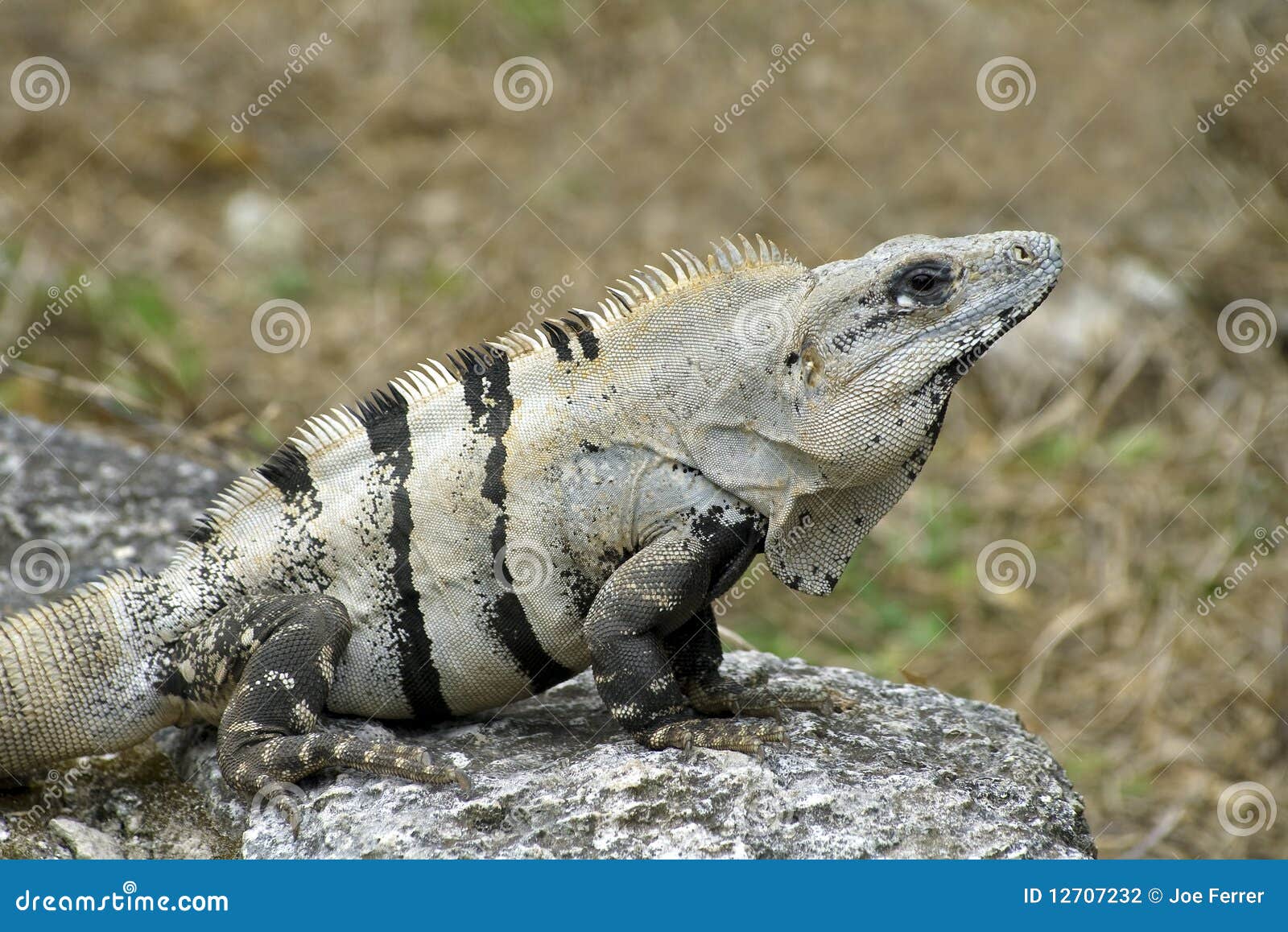 Cozumel Iguana on Rock Perch Stock Photo - Image of spinytail, wildlife ...