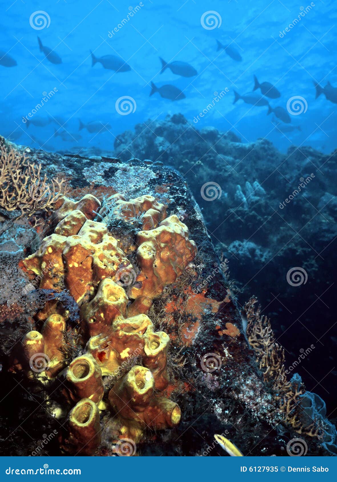 Cozumel Reef stock image. Image of refuge, adventure, scenic - 6127935