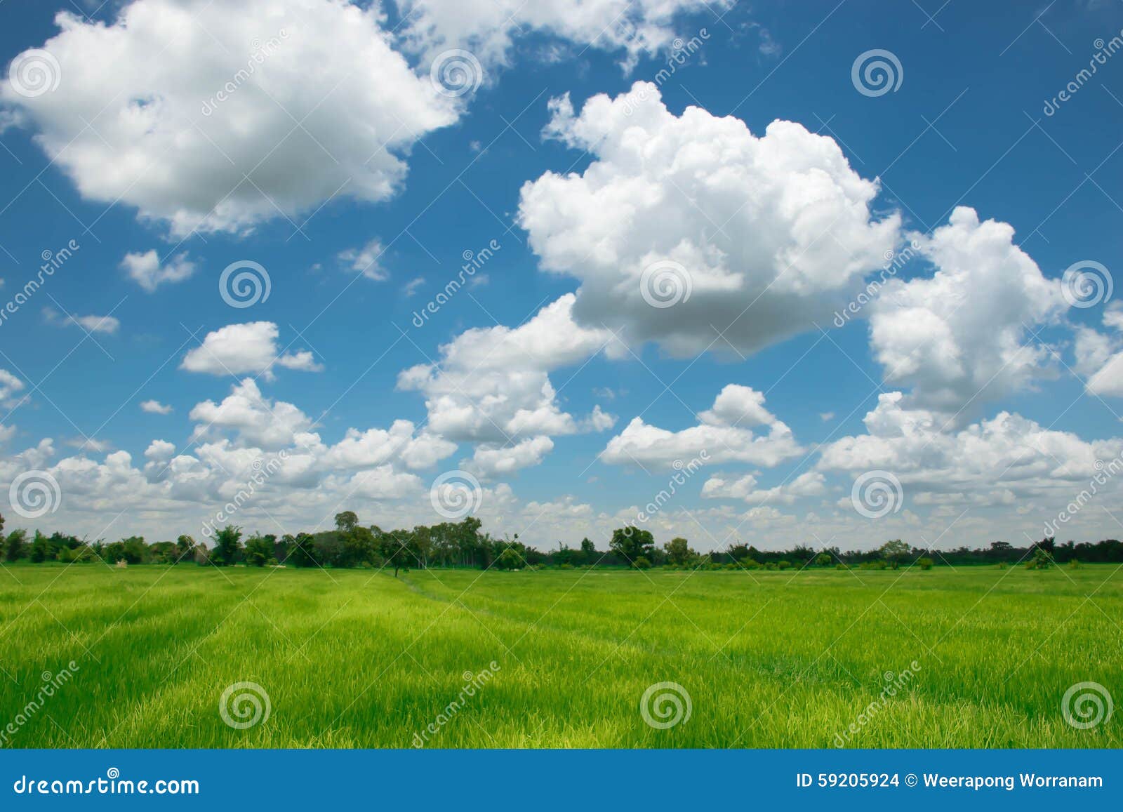 The Cozy Atmosphere in the Rice Fields. among the Clouds on a Beautiful ...