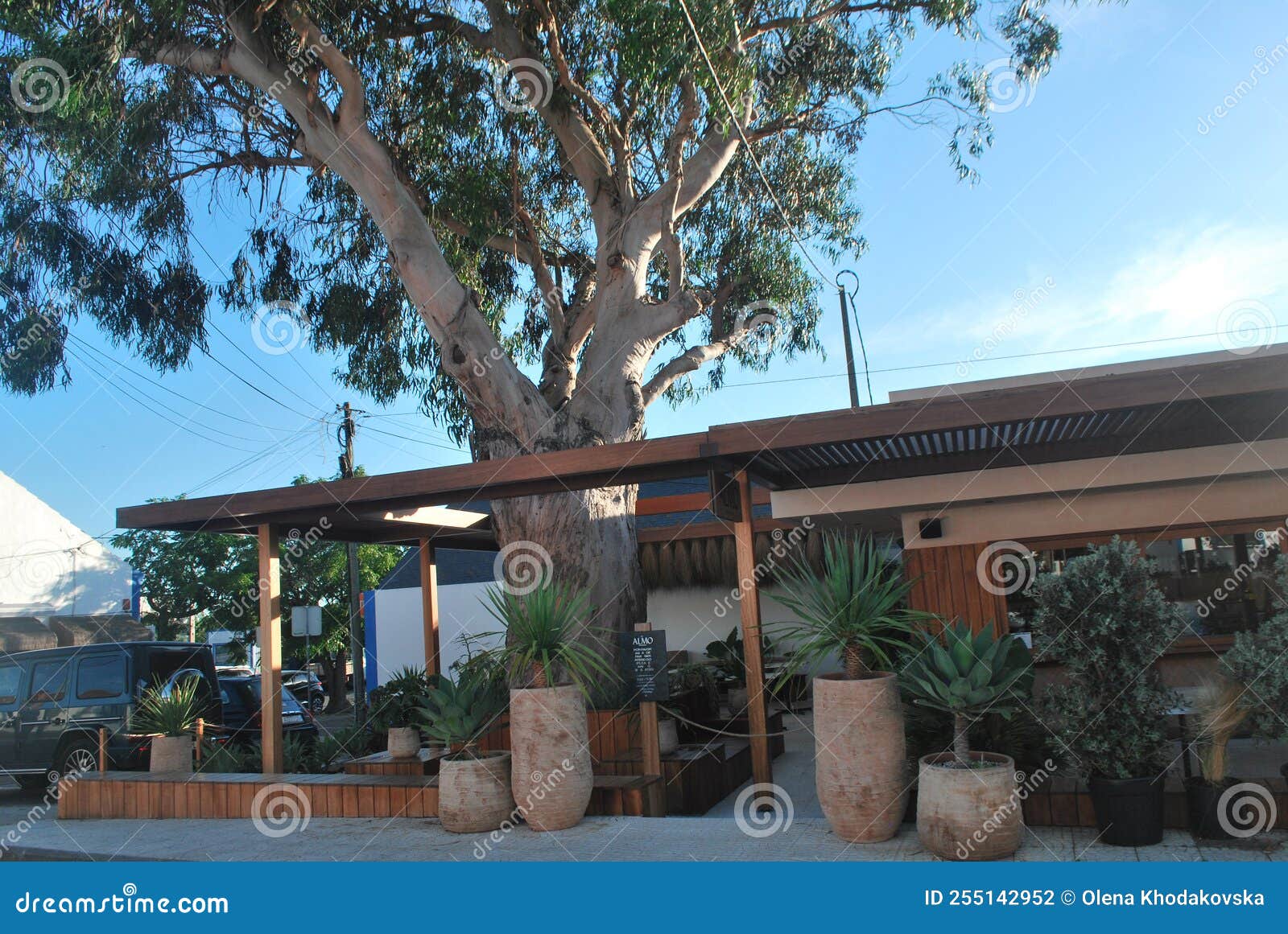 Eucalyptus tree in cafe editorial photography. Image of building ...